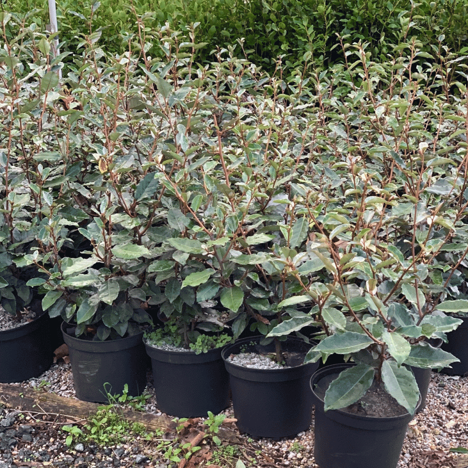 Hedging Plants Archives - Trevena Cross