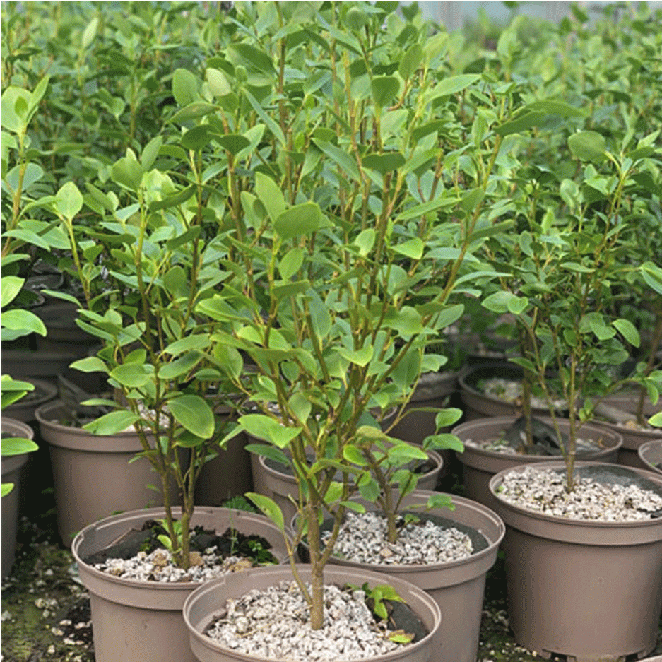 Hedging Plants Archives - Trevena Cross