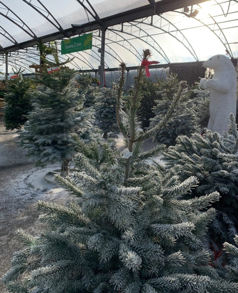 Christmas at Trevena Cross - Trevena Cross