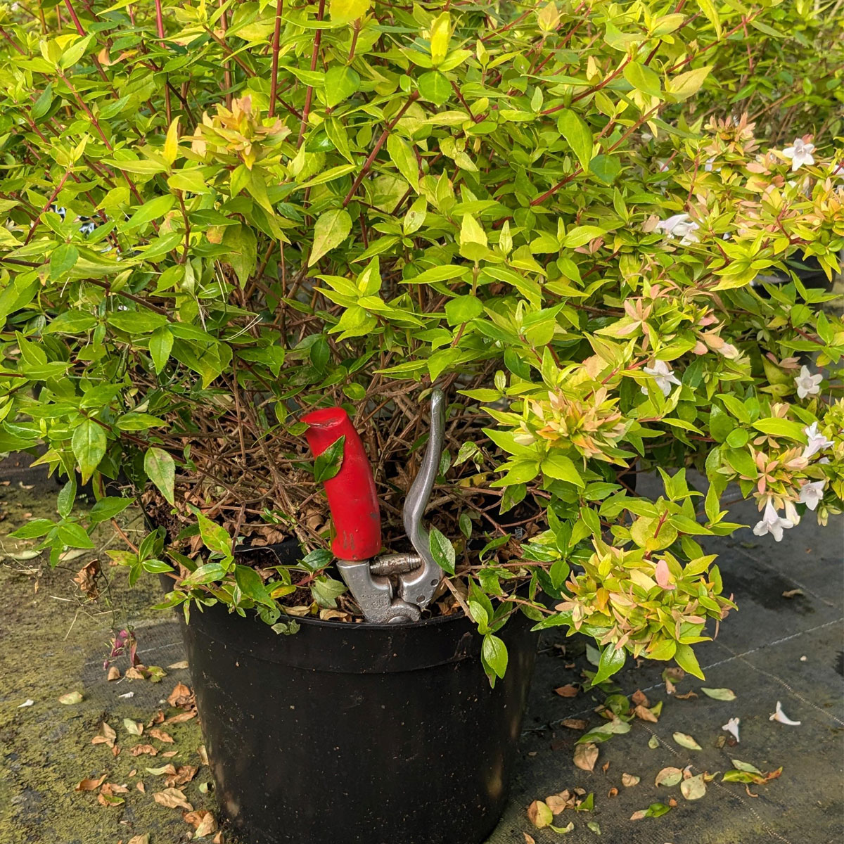 Buy Abelia Gold Torch from Trevena Cross