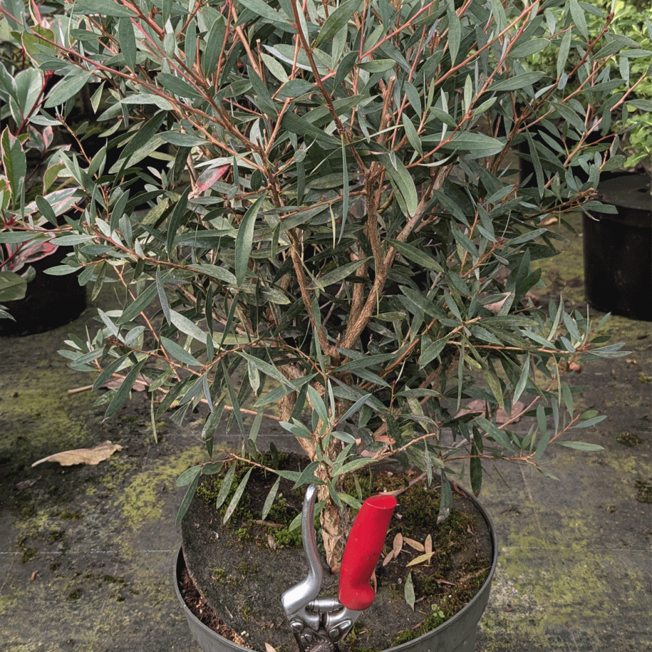 Shop - Trevena Cross