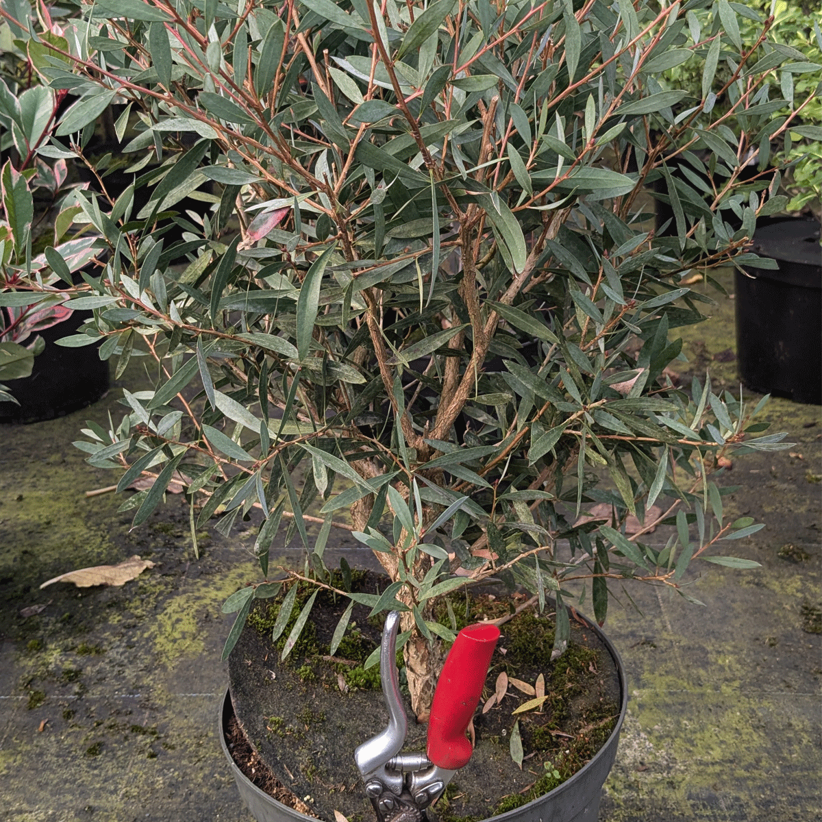 Shop - Trevena Cross