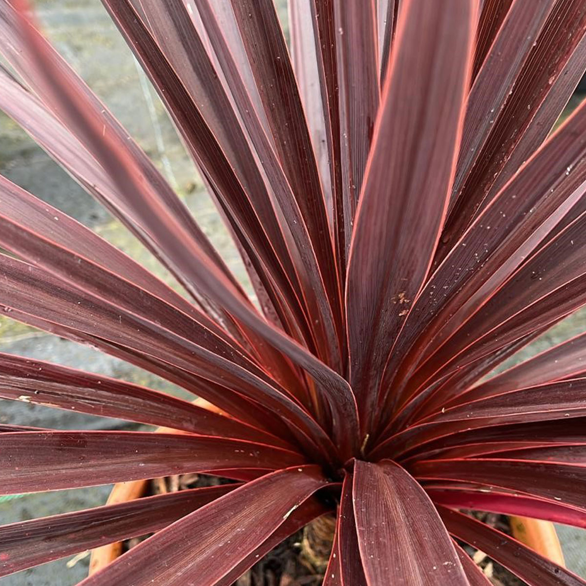 Cordyline Little Red Star - Trevena Cross