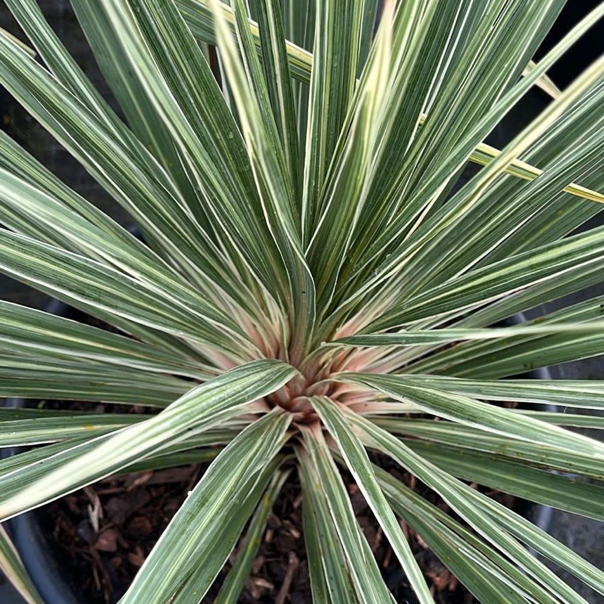Cordyline Pink Champagne - Trevena Cross