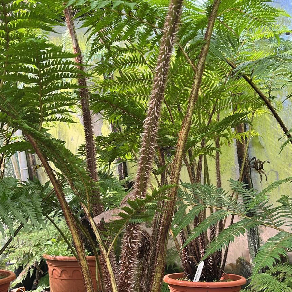 Cyathea Cooperi - Trevena Cross