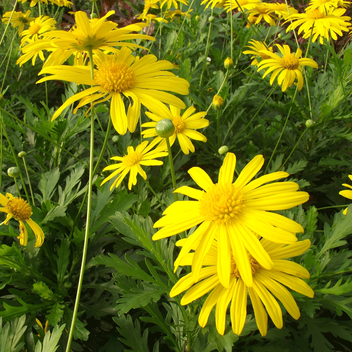 Euryops Chrysanthemoides - Trevena Cross
