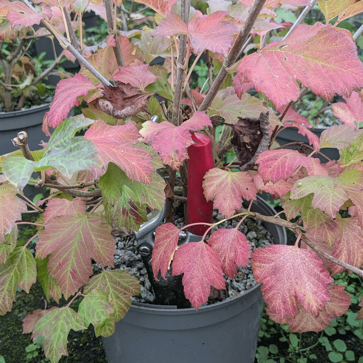 Viburnum Opulus Compactum The Dwarf Guelder Rose - Trevena Cross