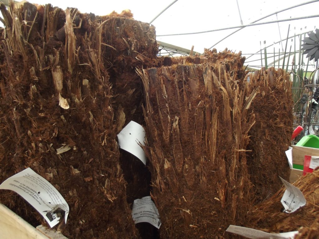 Dicksonia antarctica tree fern trunks (1ft-6ft) are available - Trevena ...