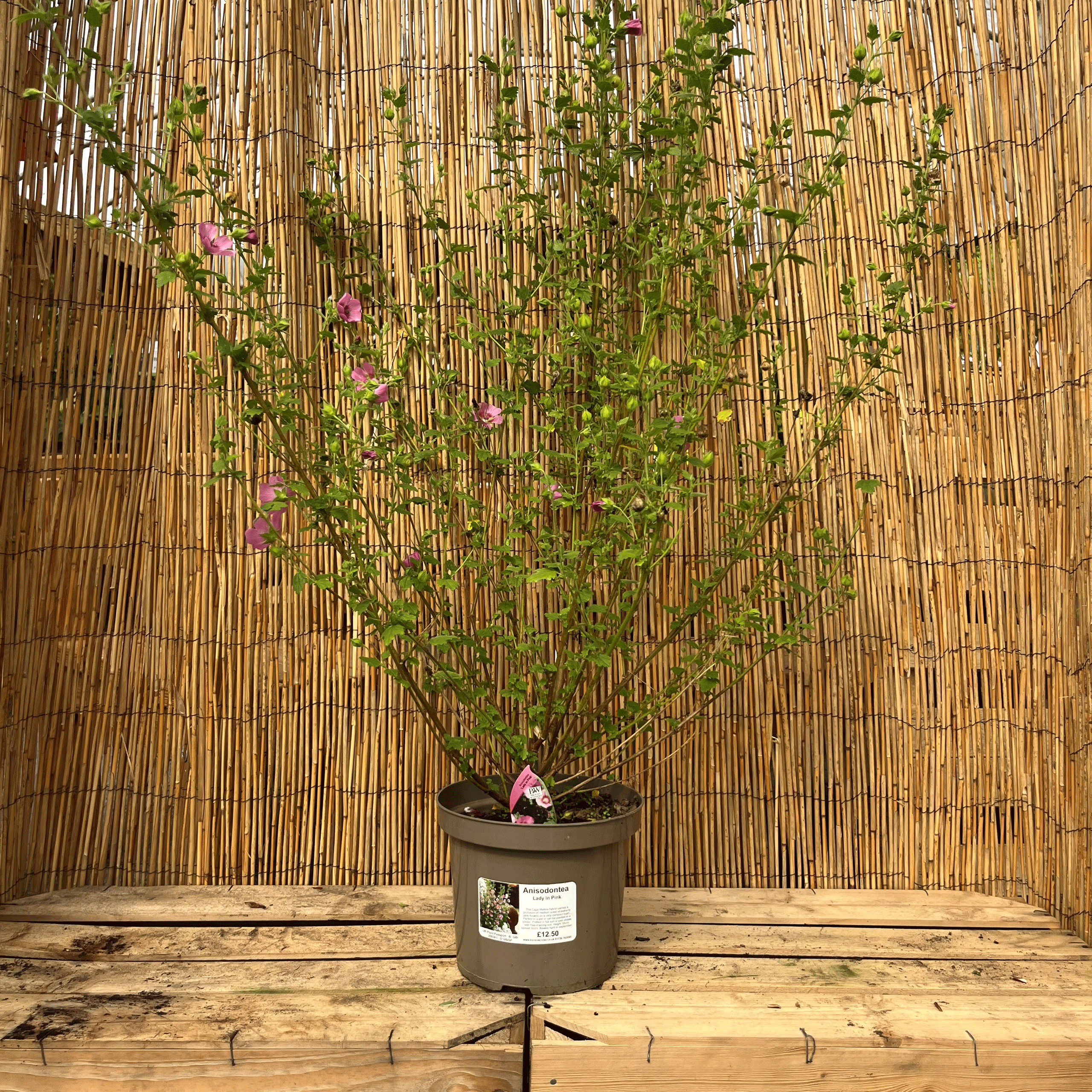 Shop - Trevena Cross